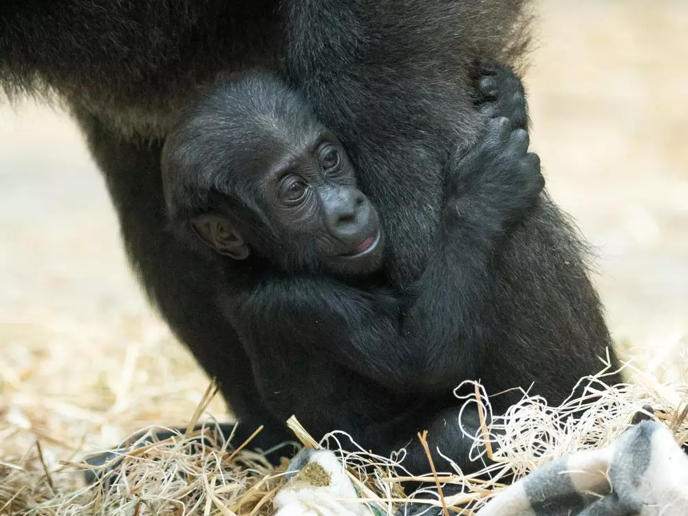 Gorillas tēviņi, kuras auklējas, beidzas ar lielāku peru