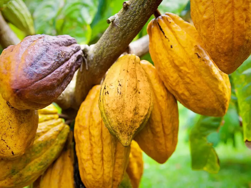 Paano Naging North Pole ng Cacao ang Hawaii