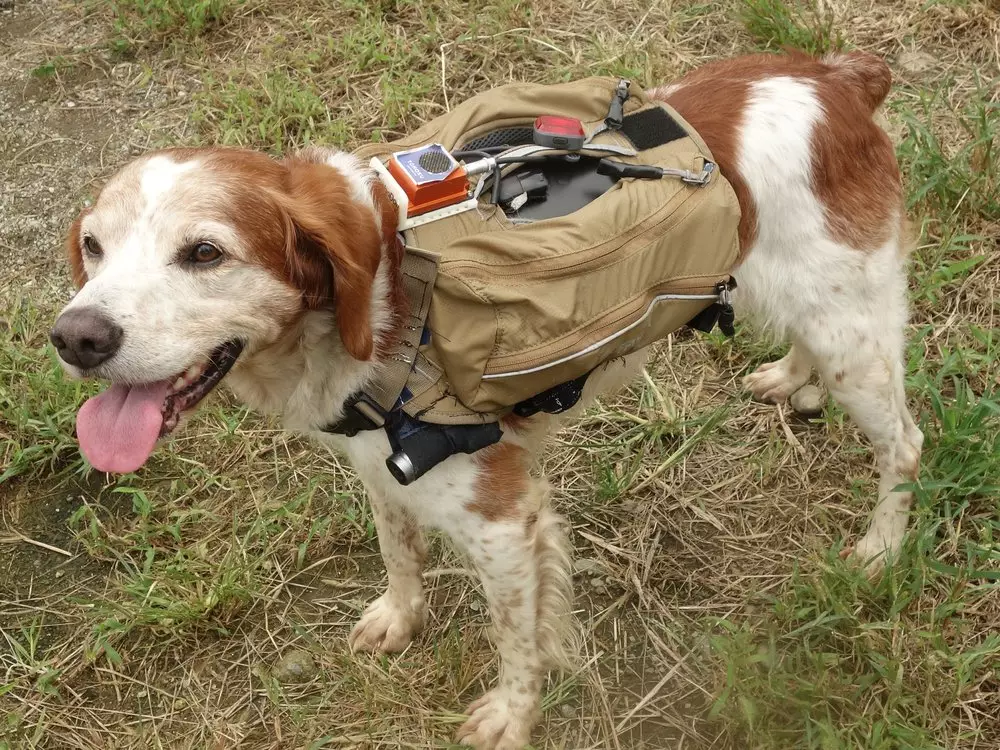 Rompi Remote Control Ini Melatih Anjing Penyelamat Menggunakan Senter