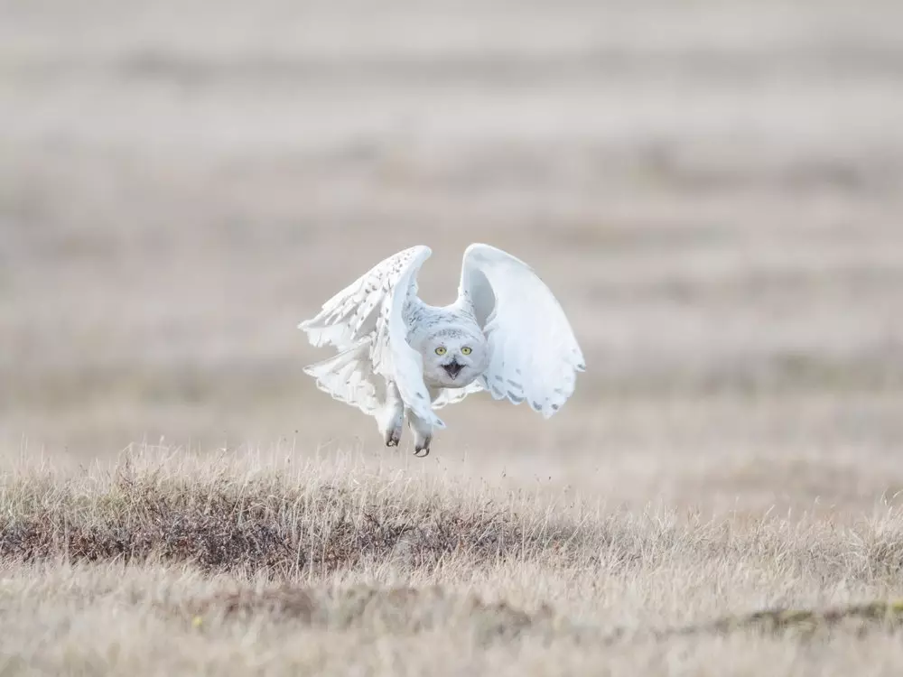 Pourquoi le harfang des neiges disparaît-il ?