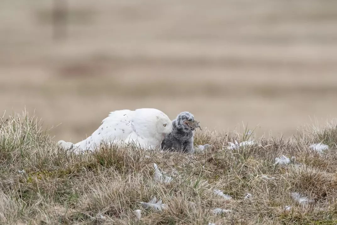 ហេតុអ្វីបានជា Snowy Owl បាត់ខ្លួន? 49267_10