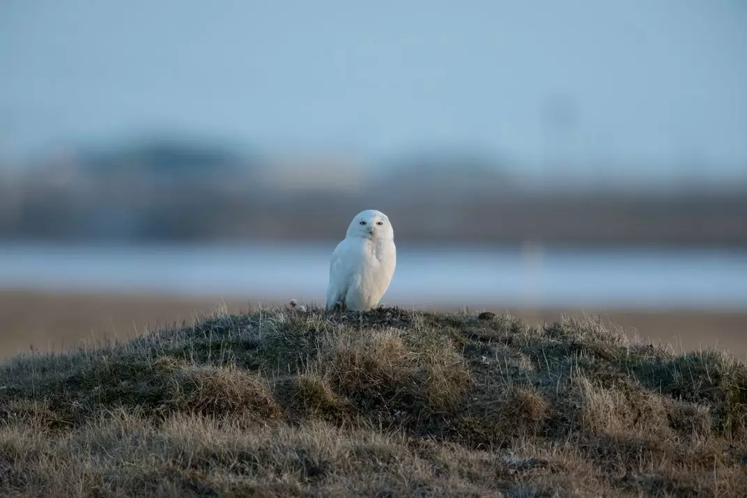 OCT018_I05_SnowyOwls.jpg |