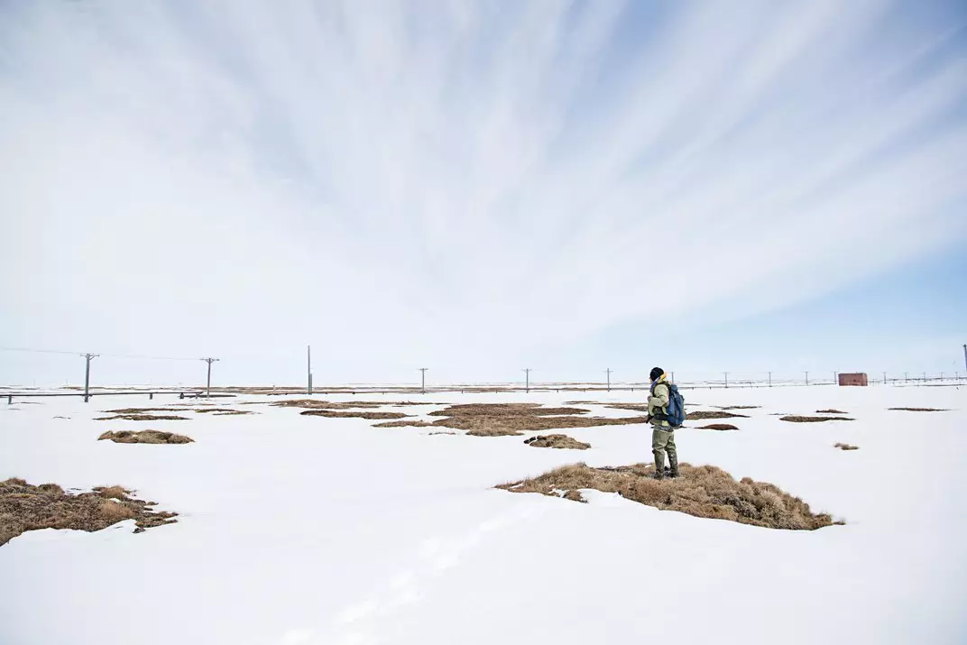 OCT018_I14_Búhos Nevados.jpg