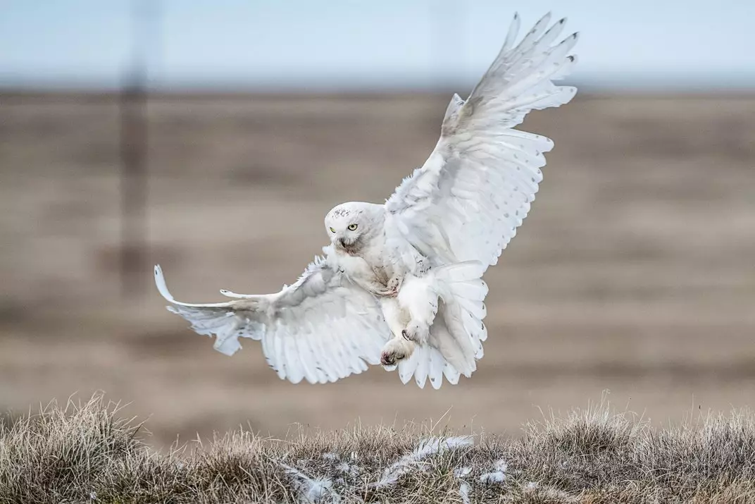 OCT018_I12_SnowyOwls.jpg