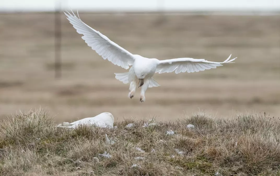 Wêrom ferdwynt de Snowy Owl? 49267_8