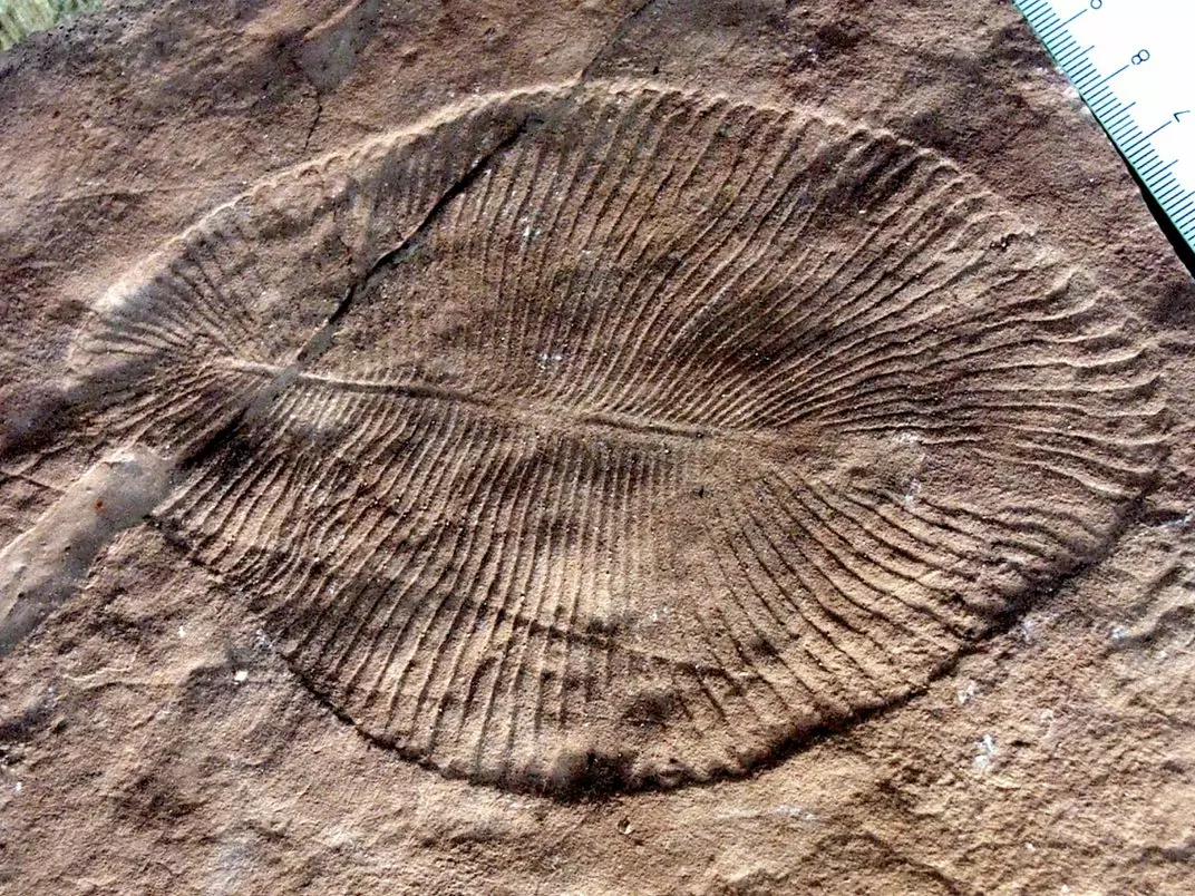 Dickinsonia fossile