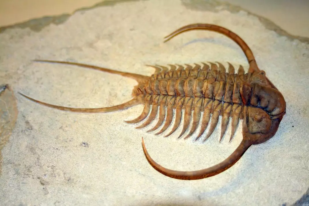 Trilobit