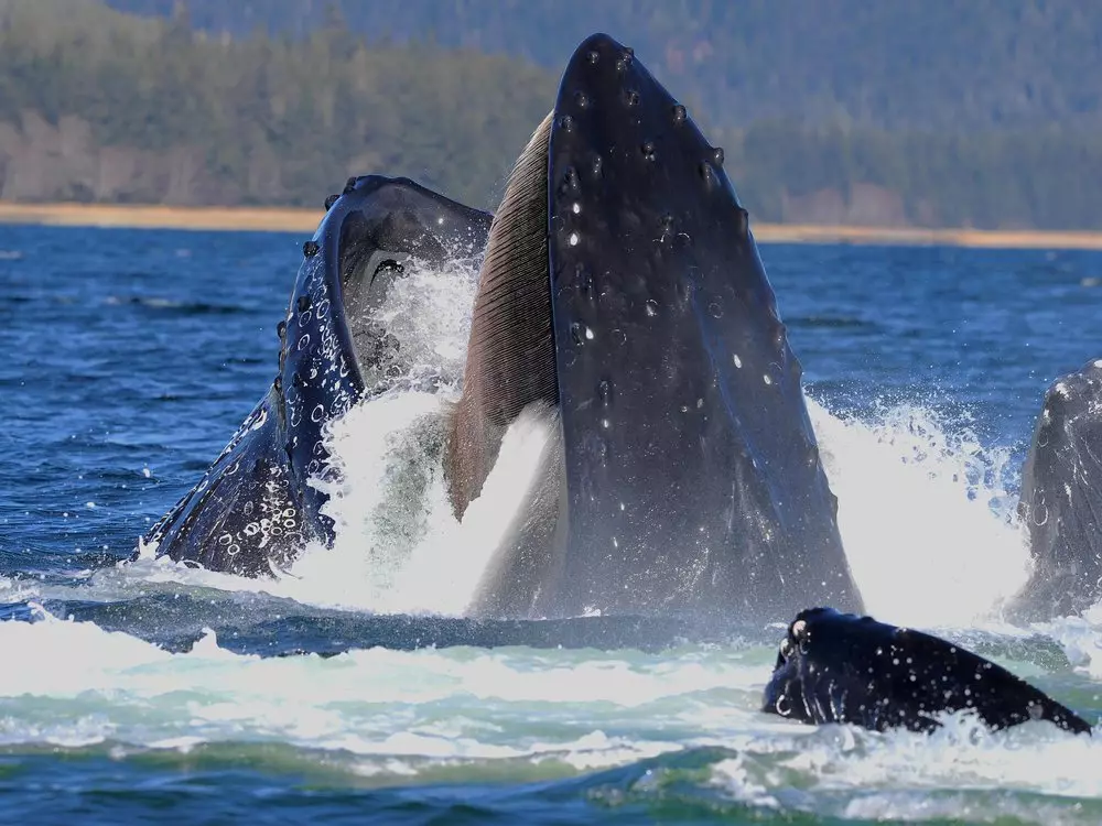 Humpback Whale