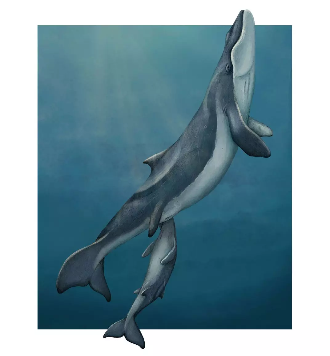 Ihe ubi Whale Art