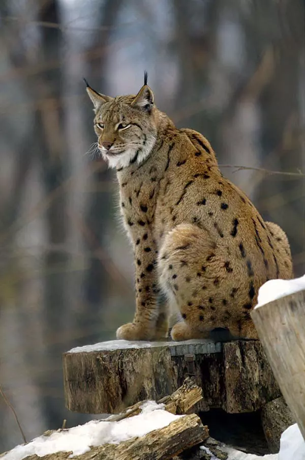 Balkan lynx