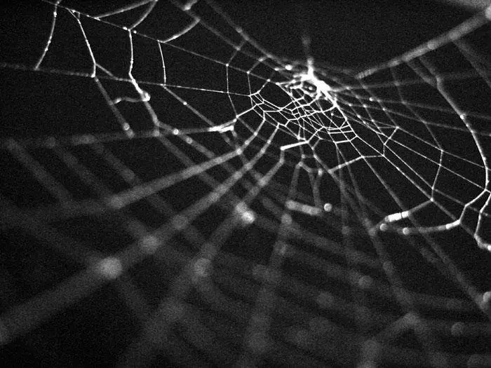 Spider Web