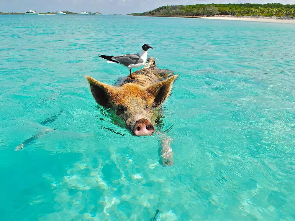 babi ngojay di Bahama jeung camar dina sirah na