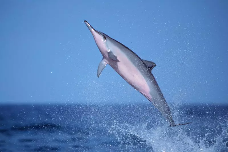 Nielen delfíny: Kde plávať s ošípanými, tučniakmi a najšetrnejšími žralokmi 49402_7
