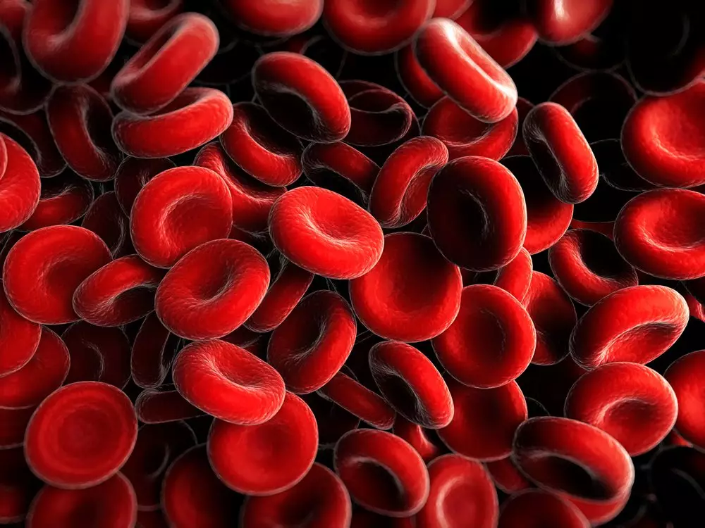 komórki krwi.jpg