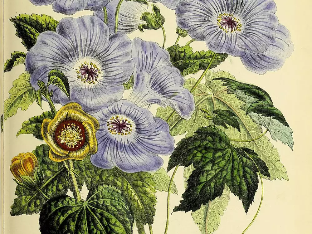 O Jardim de Flores das Senhoras das Plantas Ornamentais de Estufa da Sra. Jane Loudon (1848)