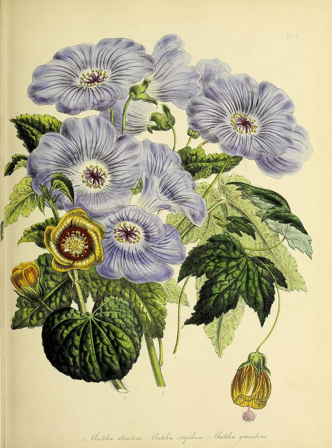 Ботаническата страна на чудесата обитава света на редките и необичайни книги 49482_11