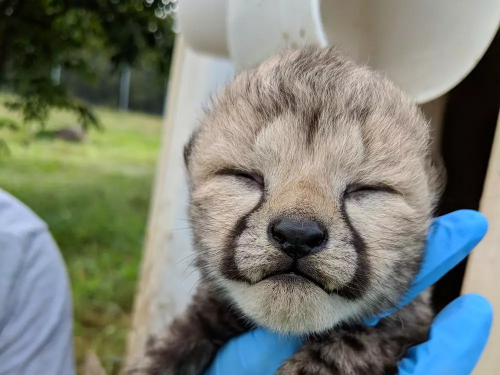 Mama mushya wa Cheetah Yabonye amanota menshi Yita kubibondo bye bitatu bishya bya Smithsonian