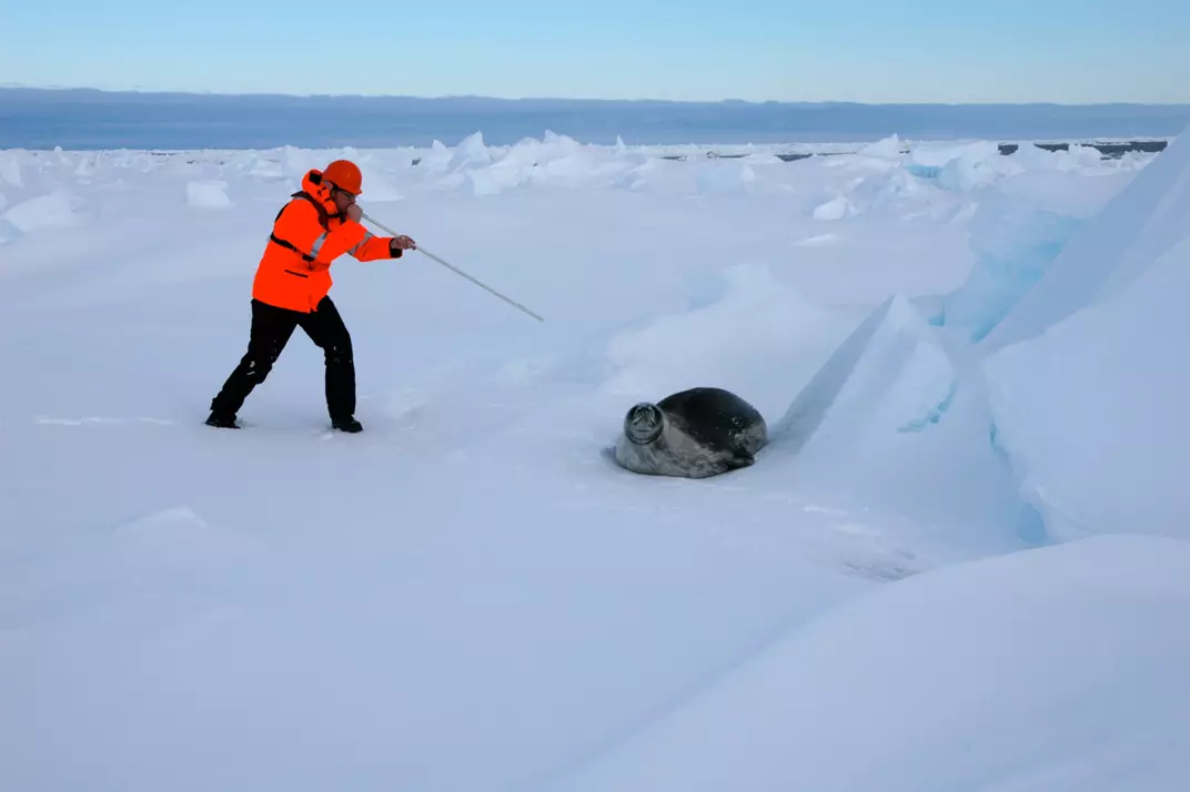 Kaip duomenis renkantys antspaudai padeda mokslininkams išmatuoti tirpstančią Antarktidą