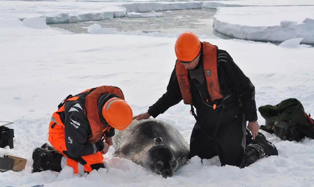 Ինչպես են տվյալների հավաքագրող կնիքները օգնում գիտնականներին չափել հալվող Անտարկտիդան