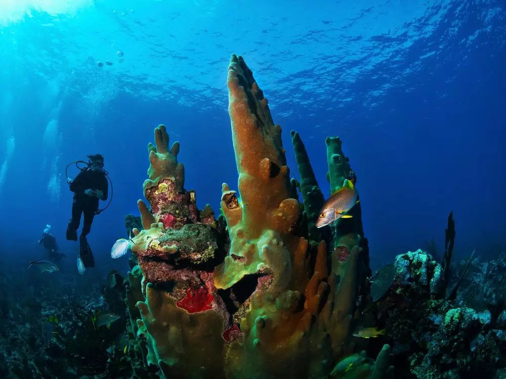 Le Faʻafefea ona Faʻafefea e le Belize Barrier Reef le Lisi Mataʻutia