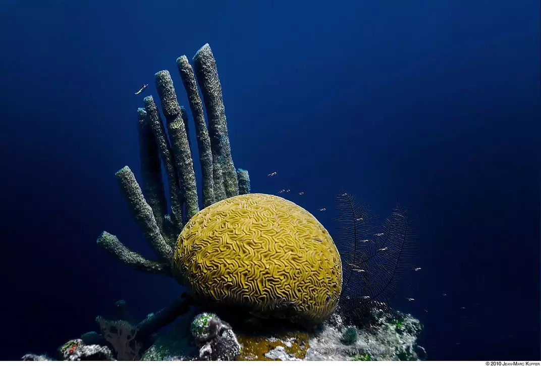 Wéi de Belize Barrier Reef d'Endangered Lëscht schloen 49507_1