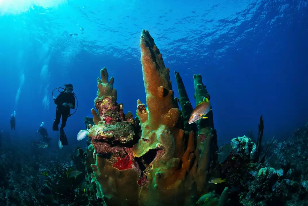 Comment la barrière de corail du Belize a battu la liste des espèces en voie de disparition 49507_3