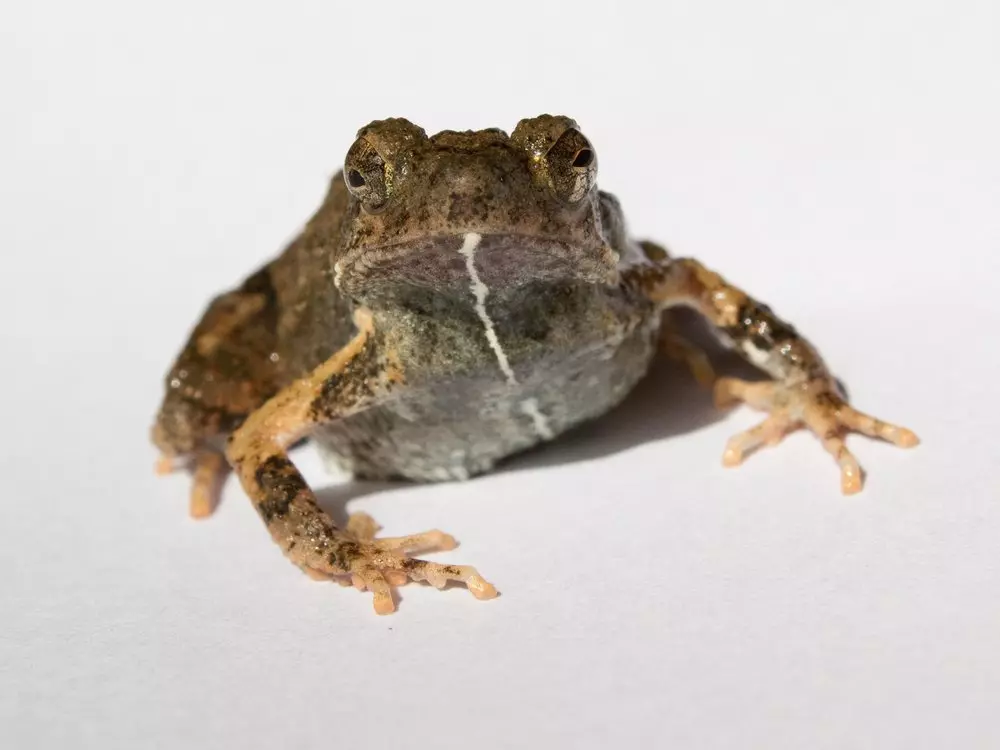 O le Pese Alofa a le City Frog e tosina mai ai le tele o paaga nai lo Croaks i nuu i tua