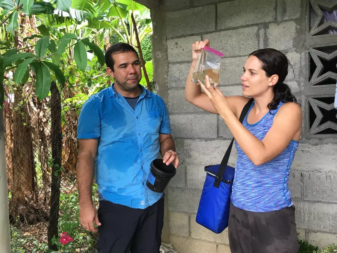 Jagar dödliga myggor i Panama
