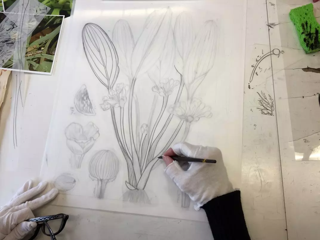 Ботанички уметник који преводи науку о биљкама у прелепу уметност 49559_2