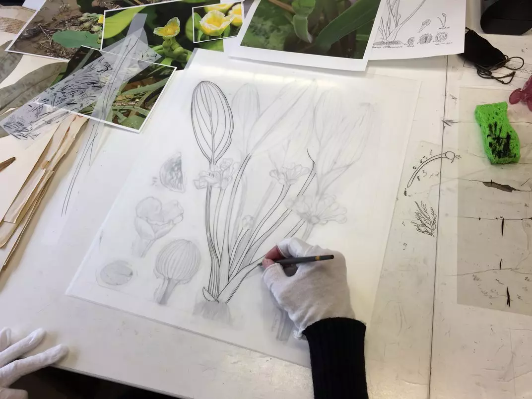 Ботанички уметник који преводи науку о биљкама у прелепу уметност 49559_3