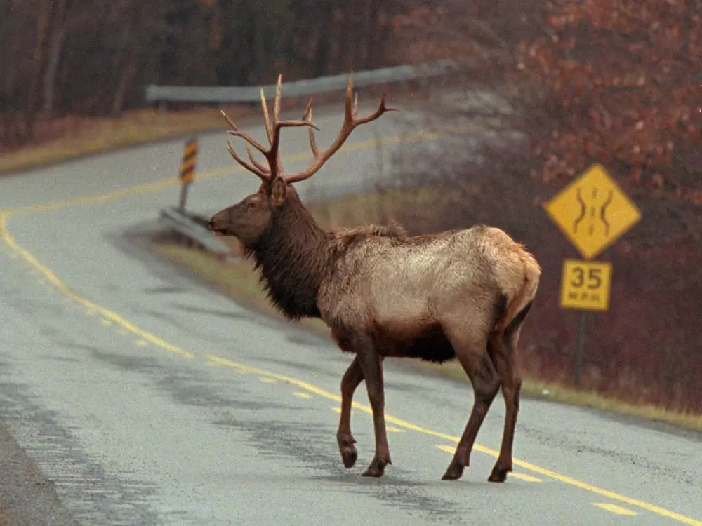 elk