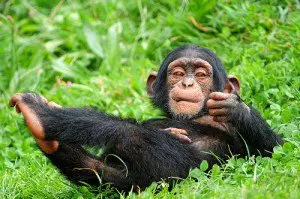 Jovens chimpanzés fêmeas fazem "bonecas" de palitos