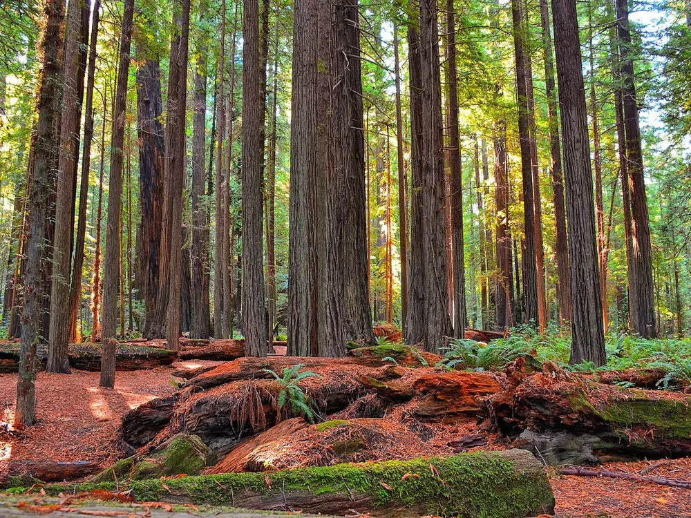 I-Redwood Forest