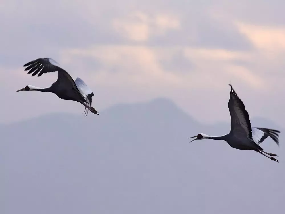 White Naped Crane