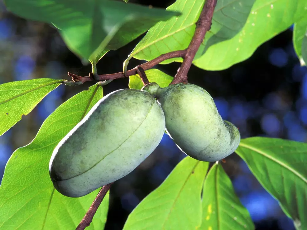 Papaya