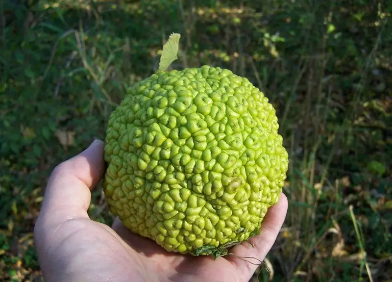 Olmalardan charchadingizmi? Buning o'rniga ushbu ekzotik kuz mevalarini tanlang 49631_5