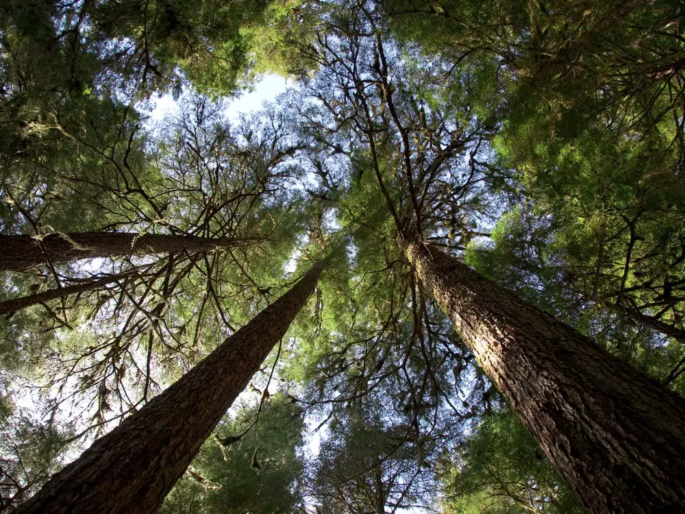 Besicht d'Welt am meeschten Erstaunlechen Old-Growth Bëscher