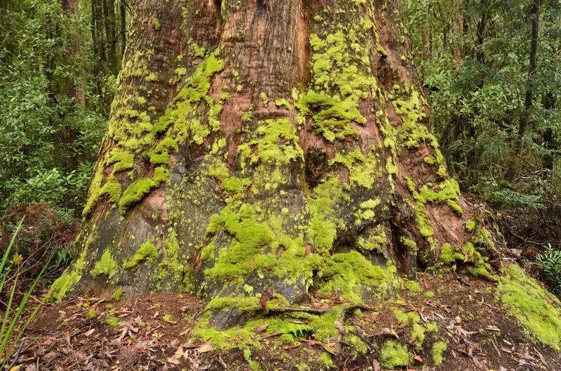 Lawati Hutan Pertumbuhan Lama Paling Menakjubkan di Dunia 49637_2