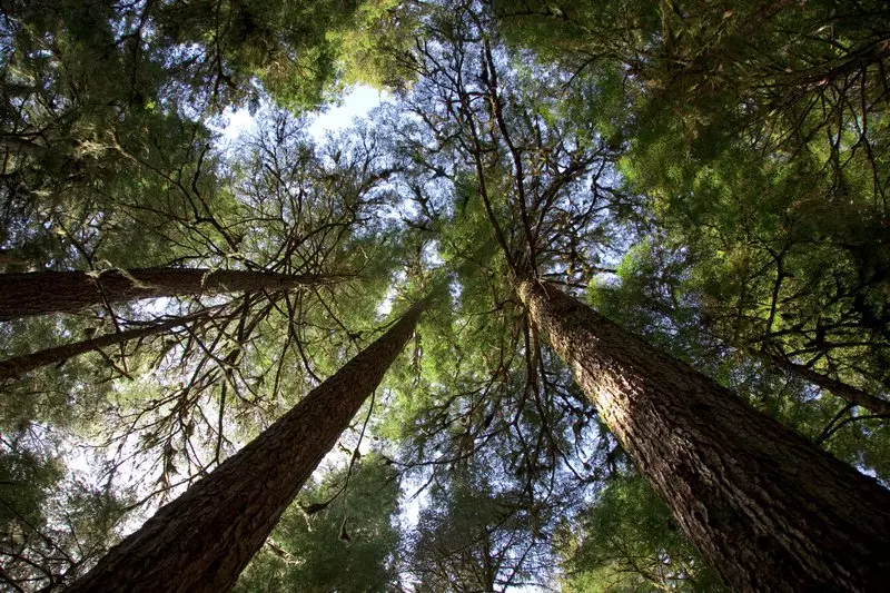 Lawati Hutan Pertumbuhan Lama Paling Menakjubkan di Dunia 49637_4