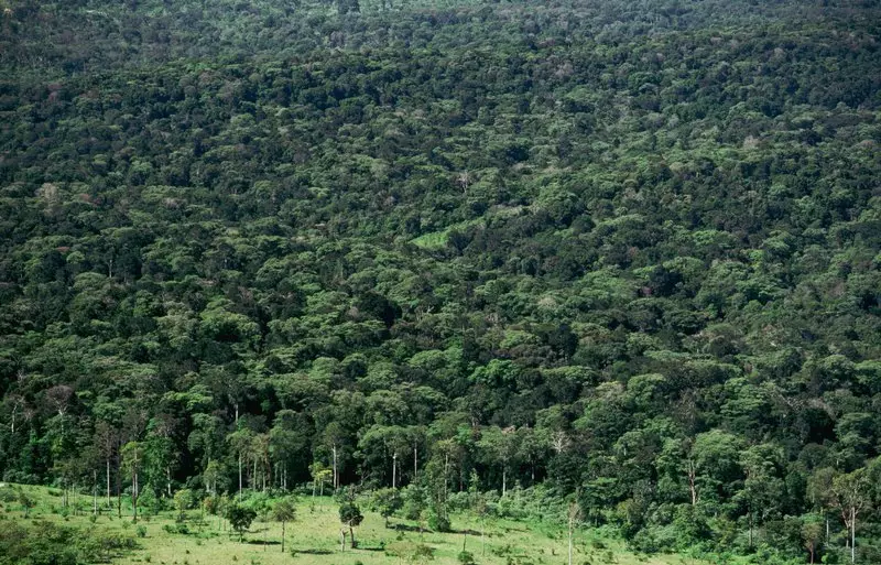 Visita os bosques antigos máis sorprendentes do mundo 49637_5