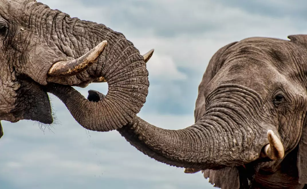 Los elefantes también tienen rituales de vinculación masculina 49644_1