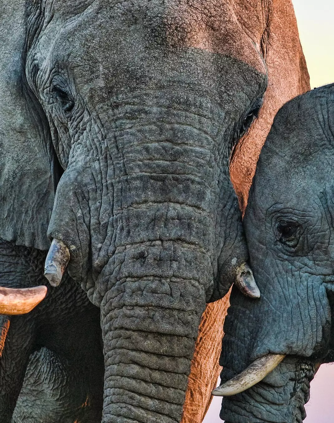 Los elefantes también tienen rituales de vinculación masculina 49644_3