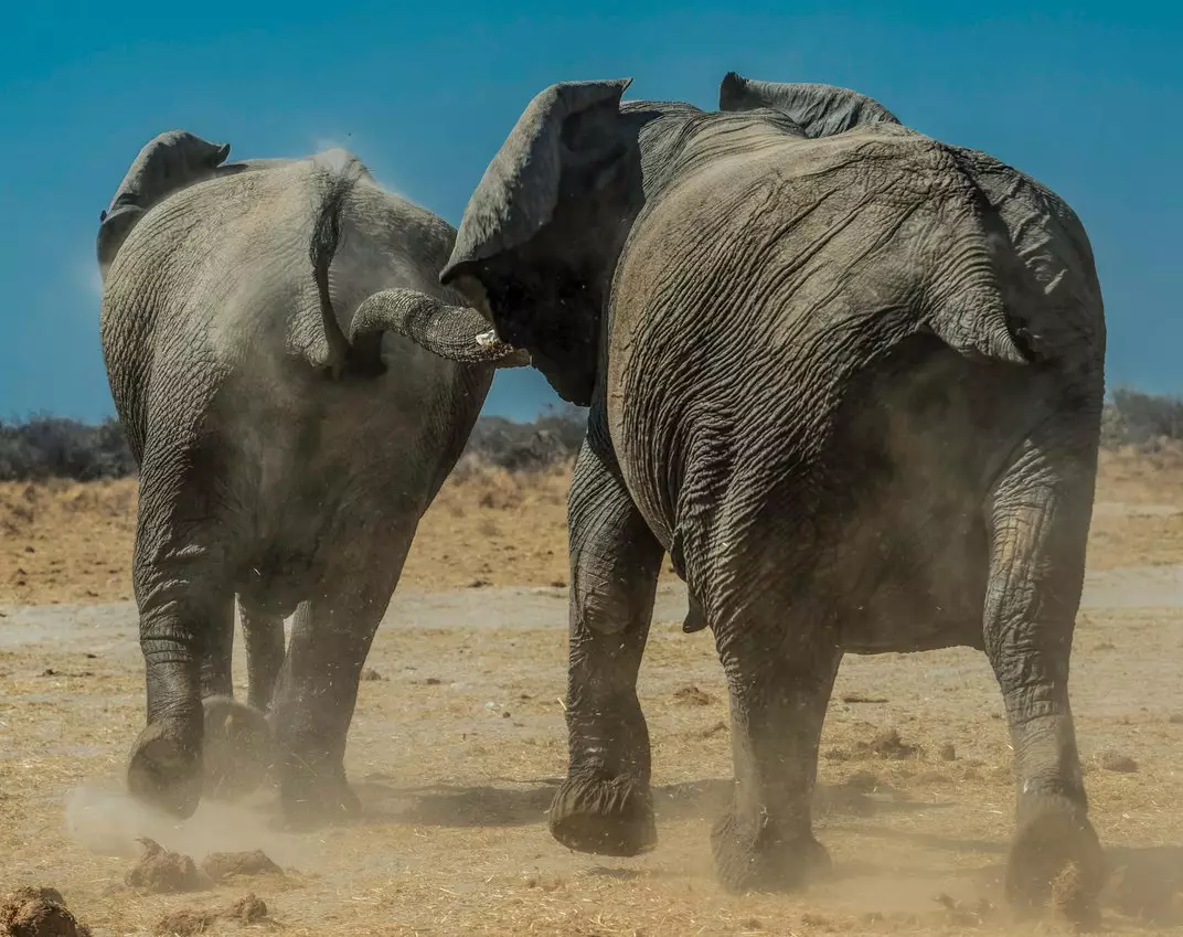 Los elefantes también tienen rituales de vinculación masculina 49644_6