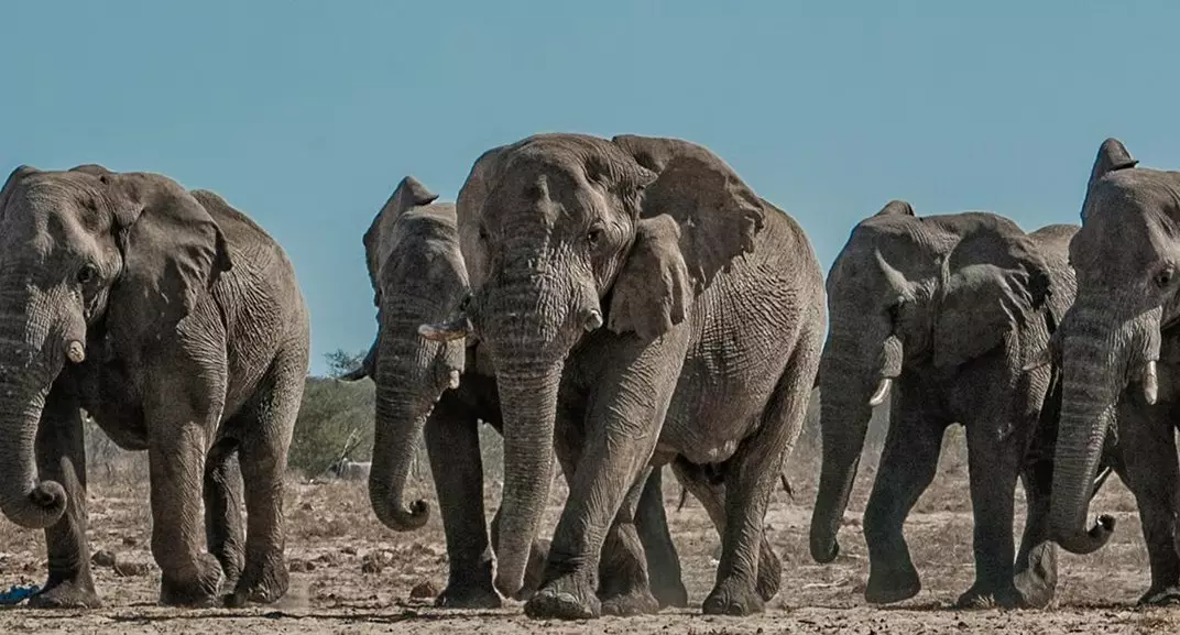 Los elefantes también tienen rituales de vinculación masculina 49644_8