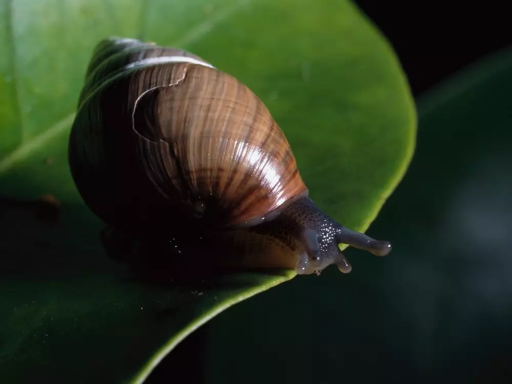 Snailên Di Xetereyê de Radyoya Giştî ya Hawayê çawa dixe xetereyê