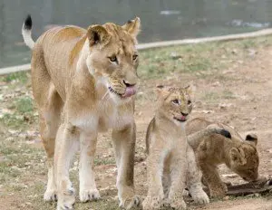 The Lions in Winter: Cubs Mendapat Nama Mereka dan Debut di depan umum