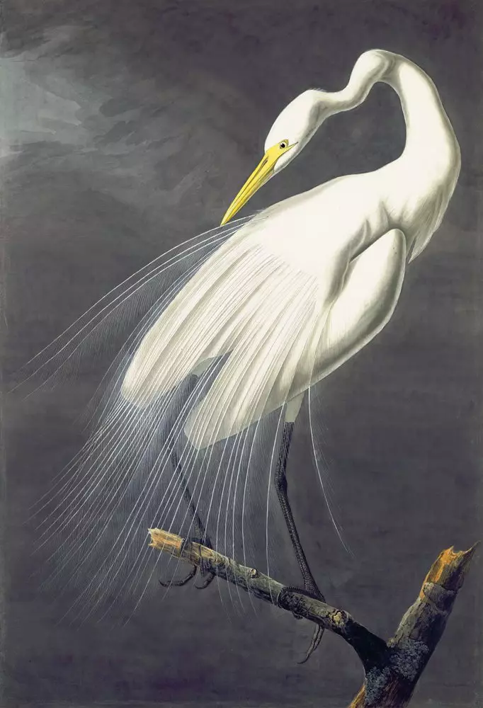 ਮਹਾਨ Egret