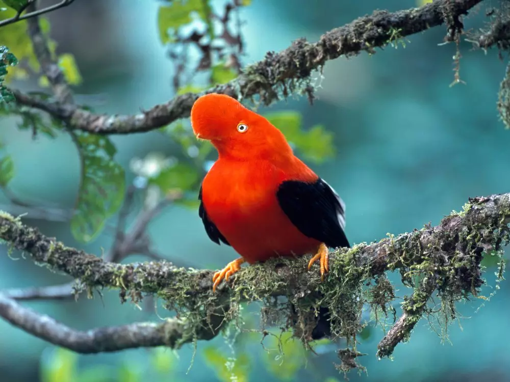 Por que os observadores de aves acuden a Ecuador