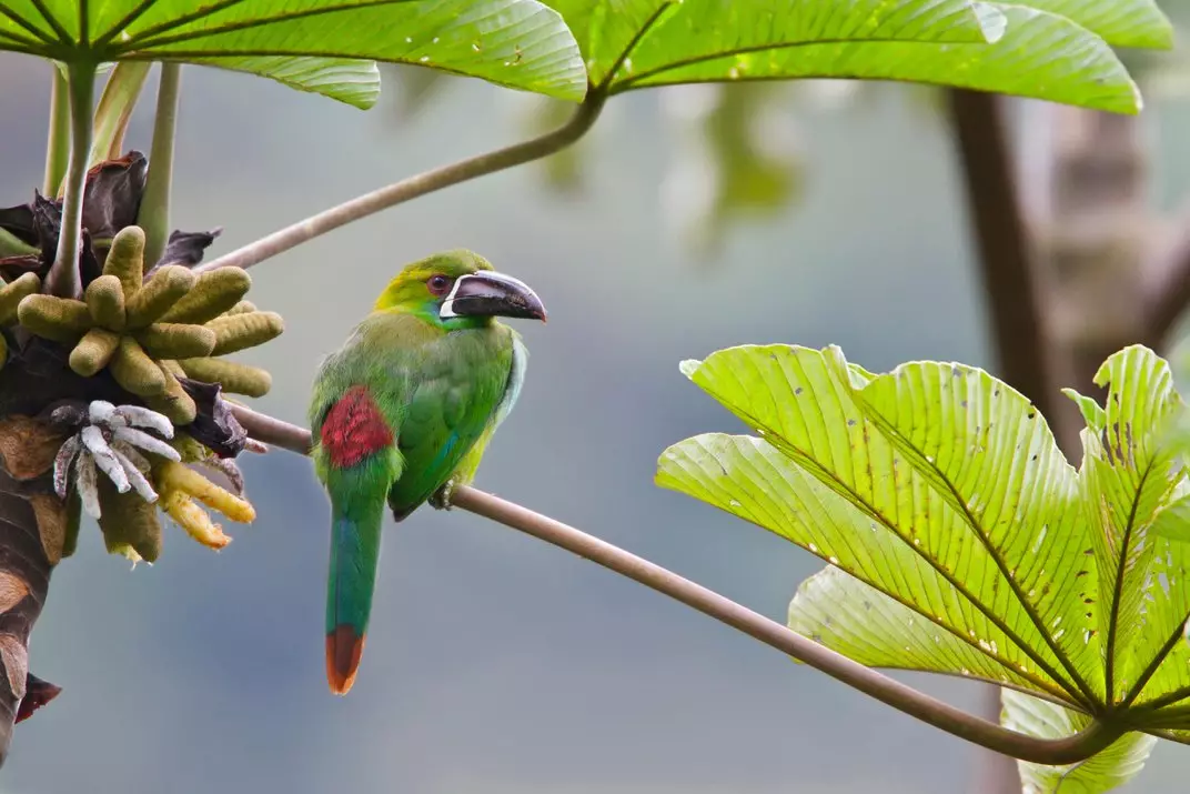 Mengapa Penjaga Burung Berduyun-duyun ke Ecuador 49708_2