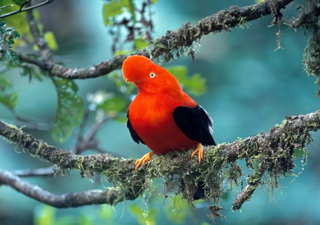 Mengapa Penjaga Burung Berduyun-duyun ke Ecuador 49708_3